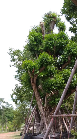 Thai Botanical – Tropical Landscaping Trees