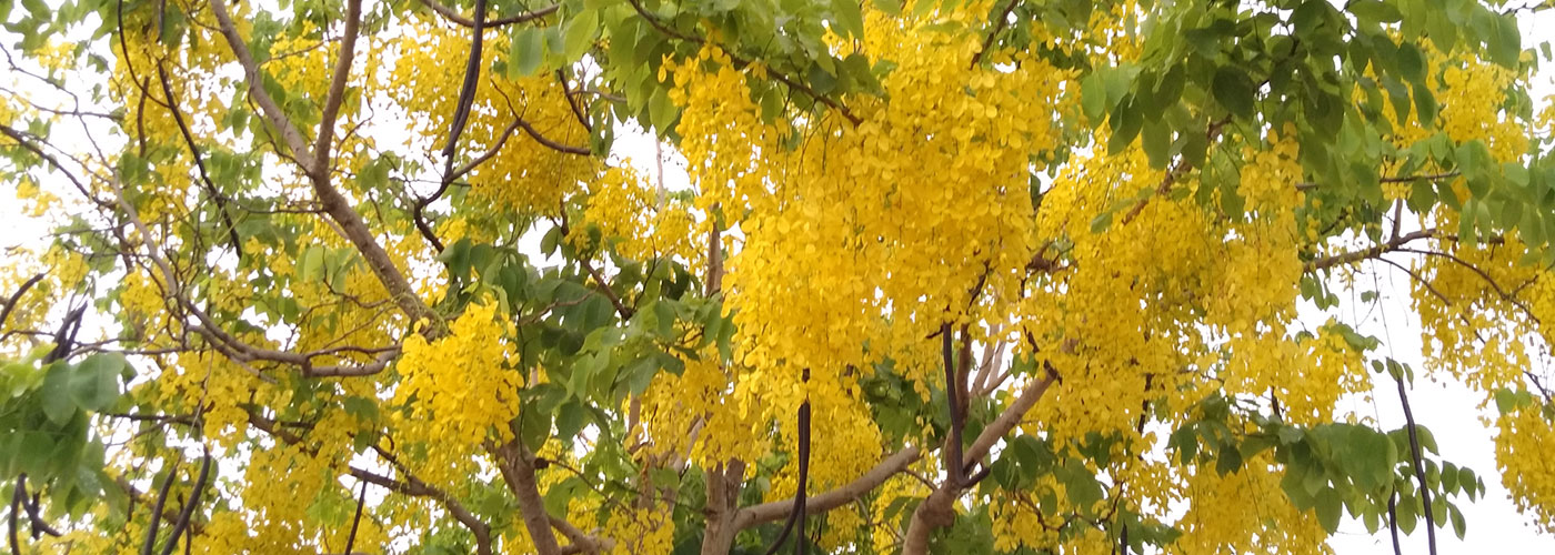 Master Plants - Ornamental Trees Thailand