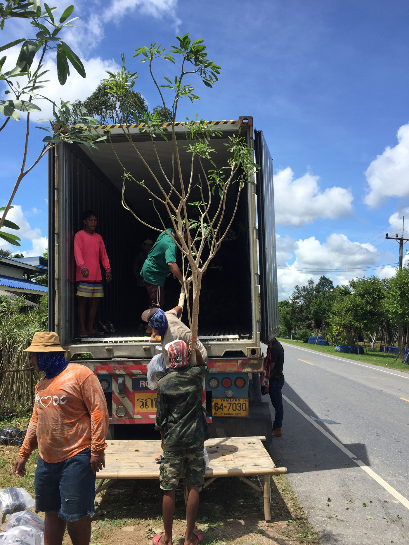 Ornamental Trees Thailand
