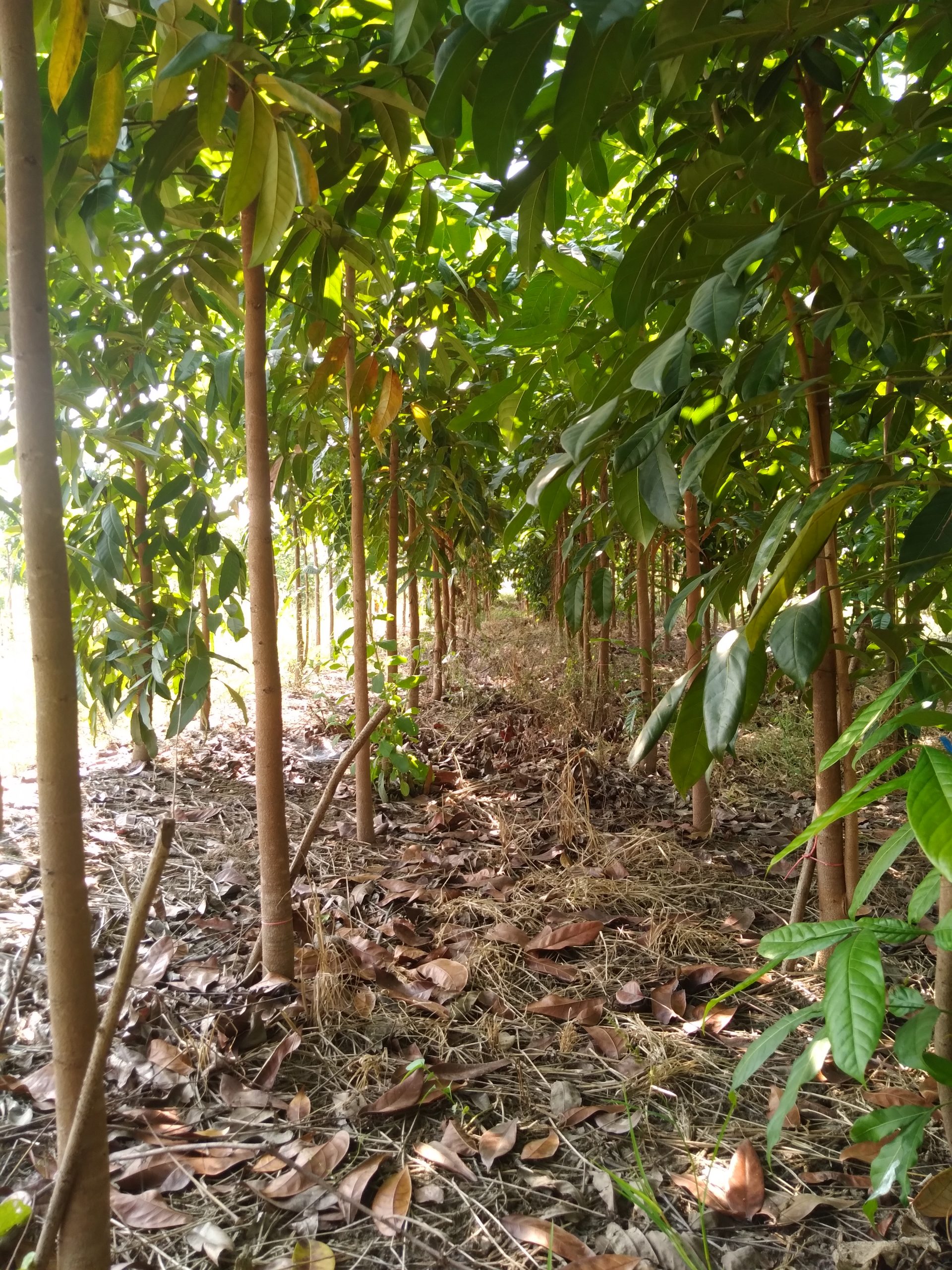 Pattra Garden - Ornamental Trees Thailand